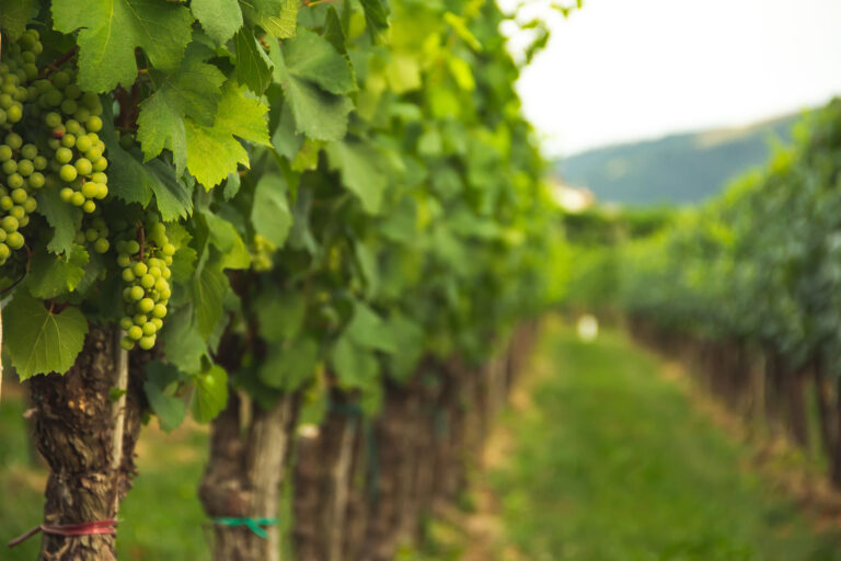 Circular Economy Practices: Recycling, Upcycling, and Repurposing for ...